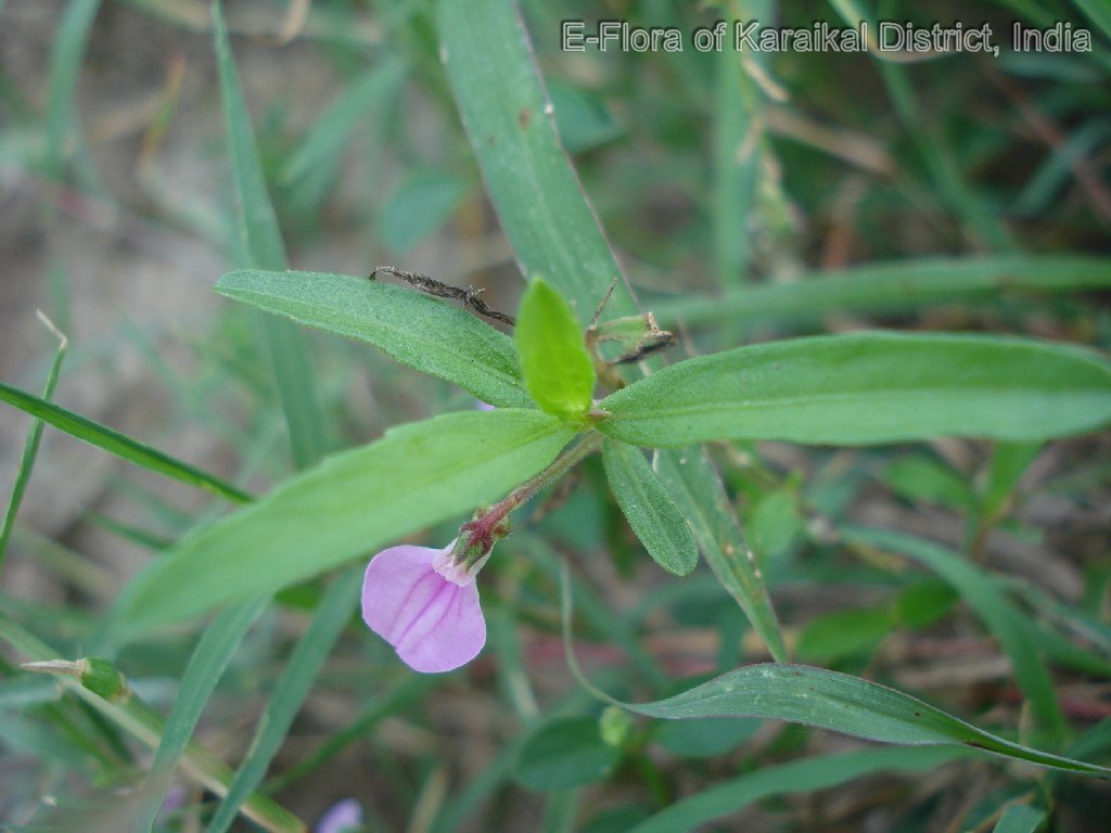 Plant Detail