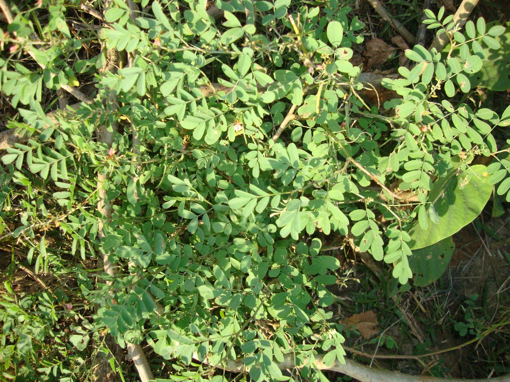 Plant Detail