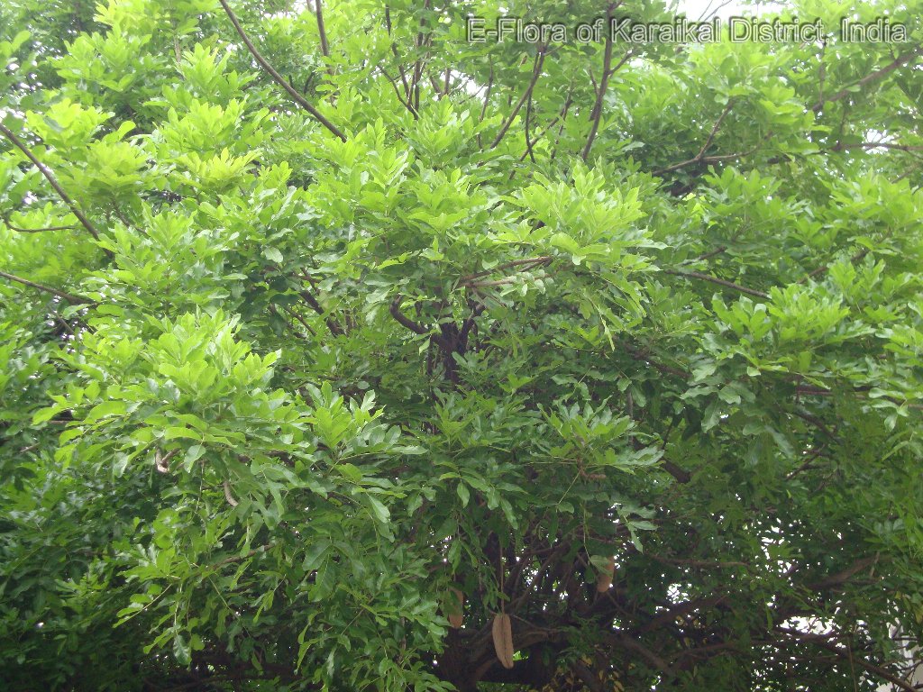 Plant Detail