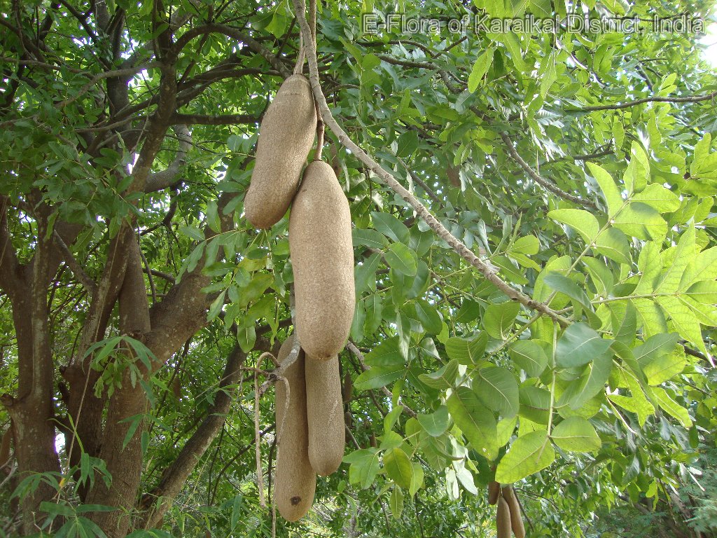Plant Detail