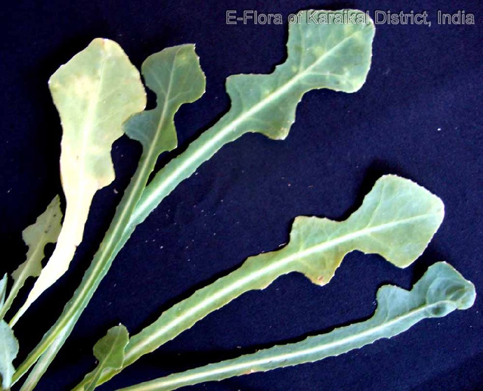 Plant Detail