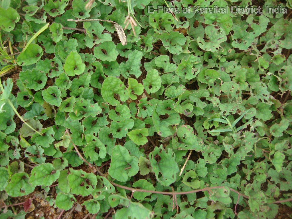 Plant Detail