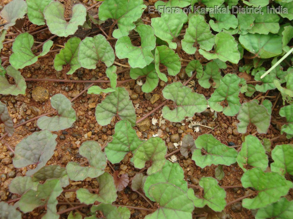 Plant Detail