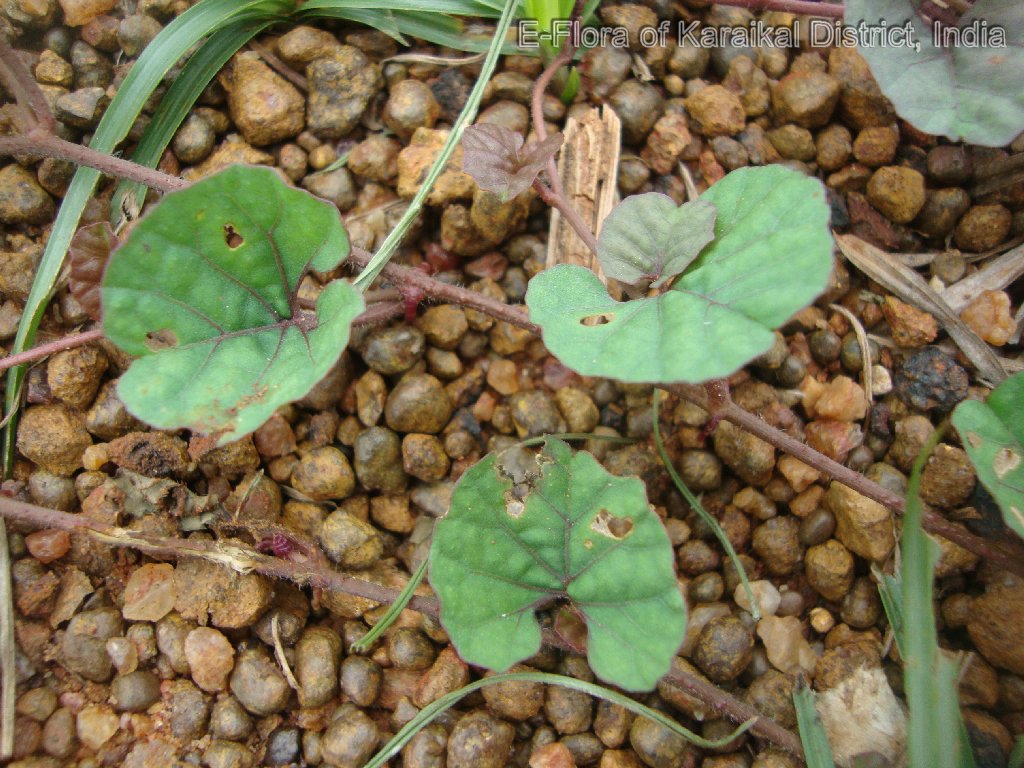 Plant Detail