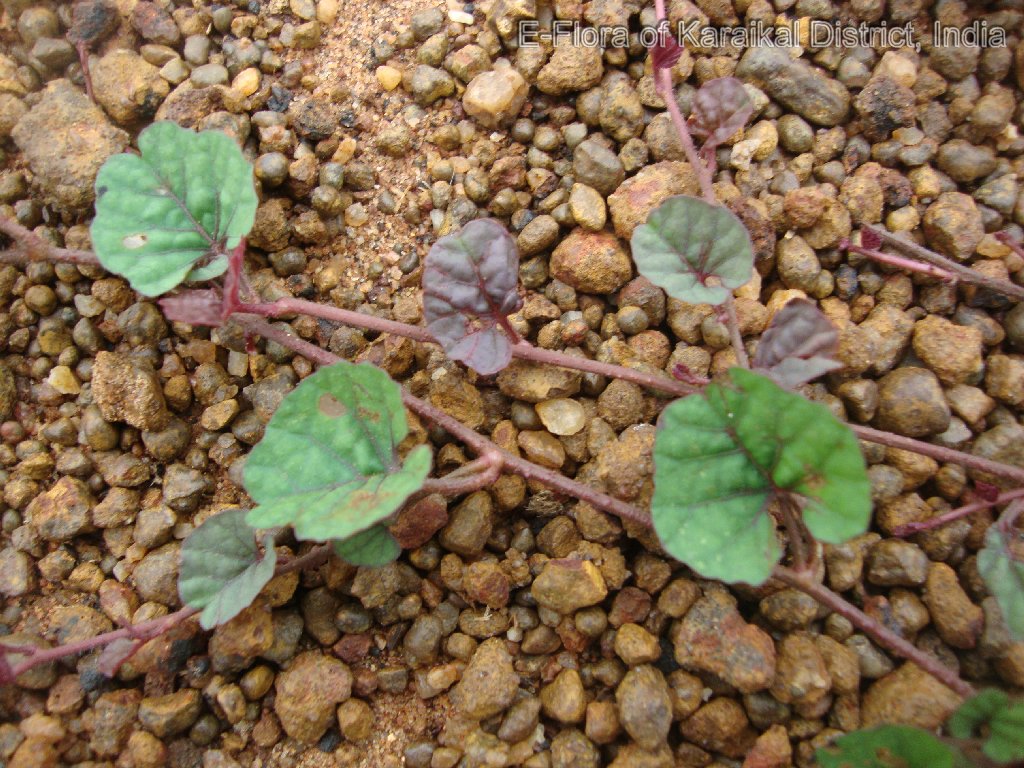 Plant Detail