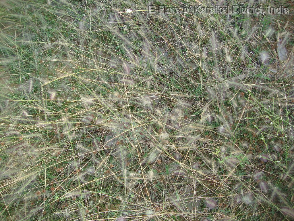 Plant Detail