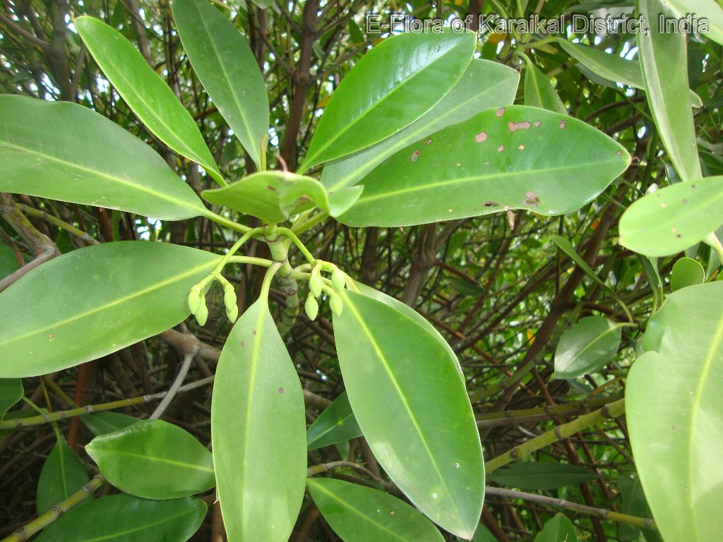 Plant Detail