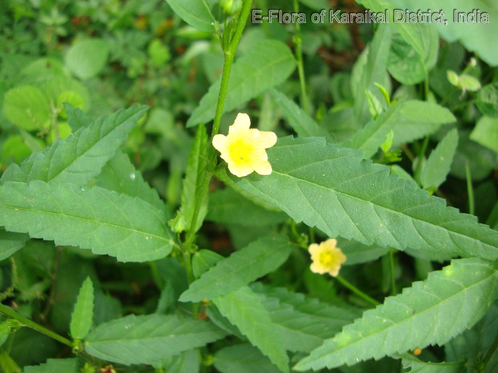 Plant Detail